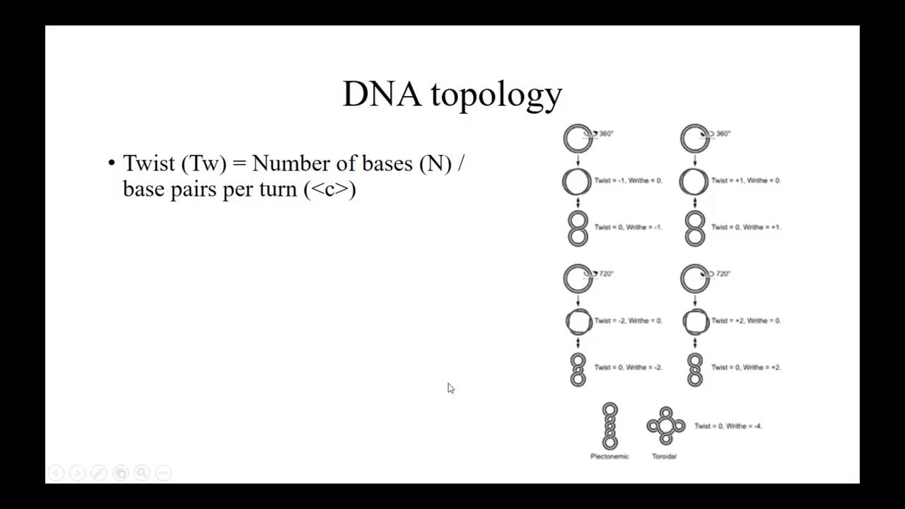 12: DNA topology