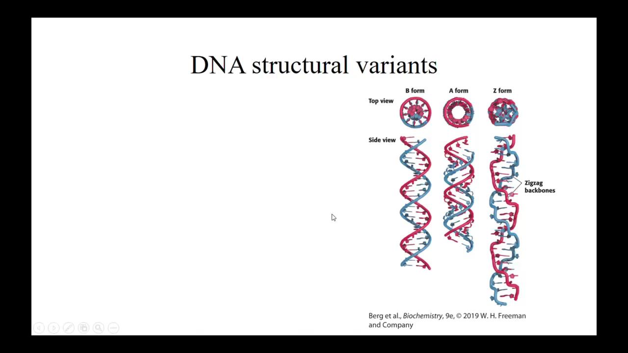 11: Structural variants and sugar pucker