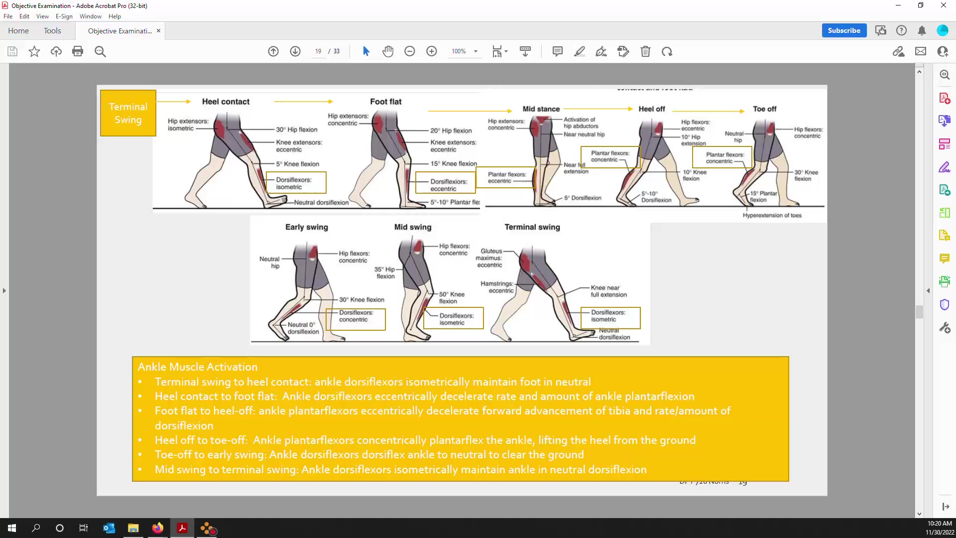 Gait- Ankle muscle activity